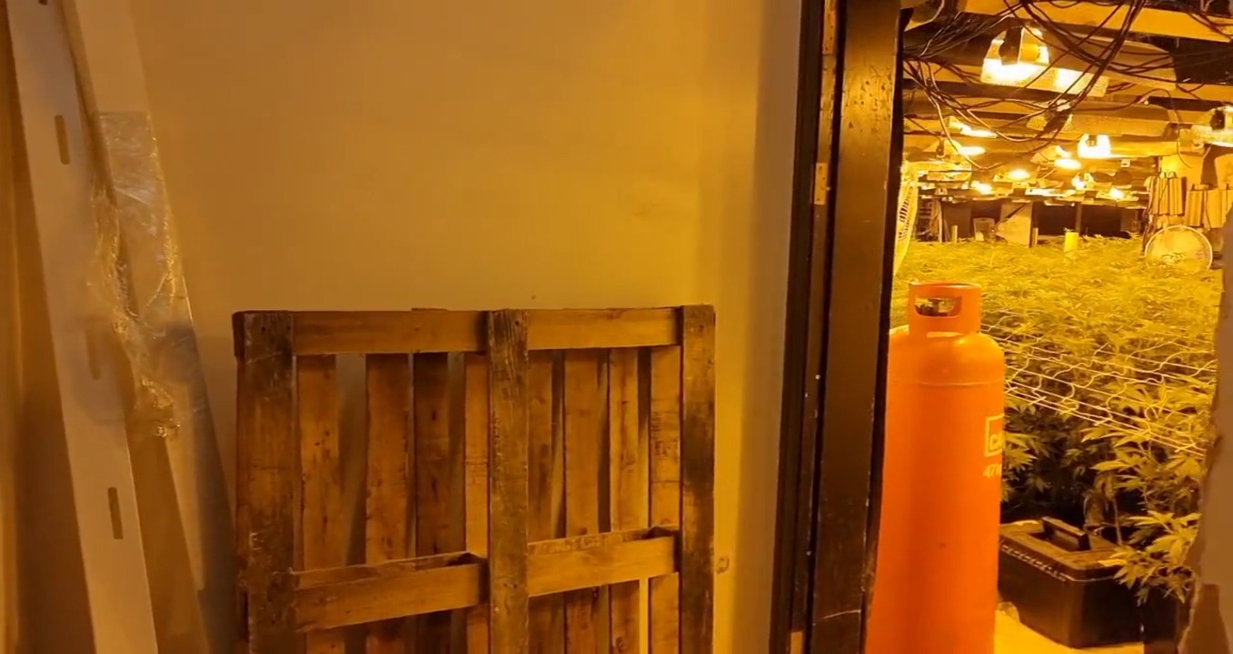 VIDEO: Look inside huge cannabis factory discovered by police at former ...