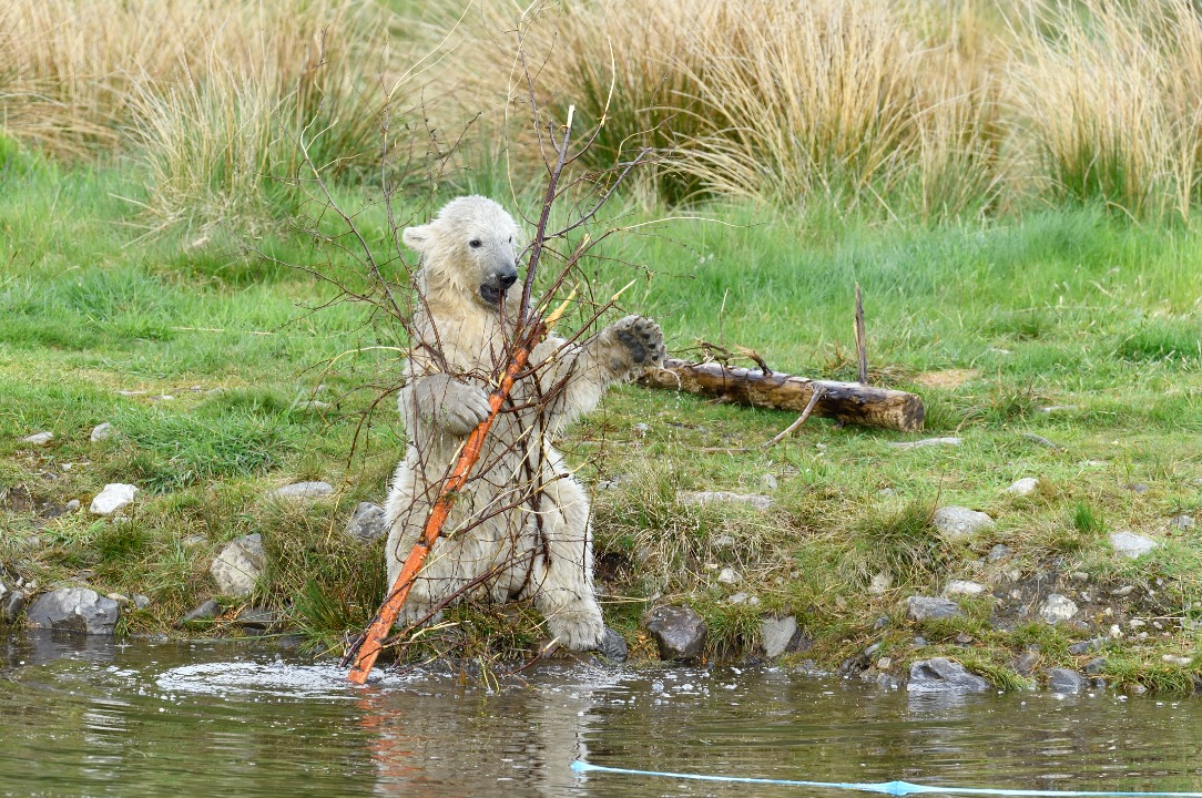 Doncaster’s Yorkshire Wildlife Park will provide a holiday home for ...