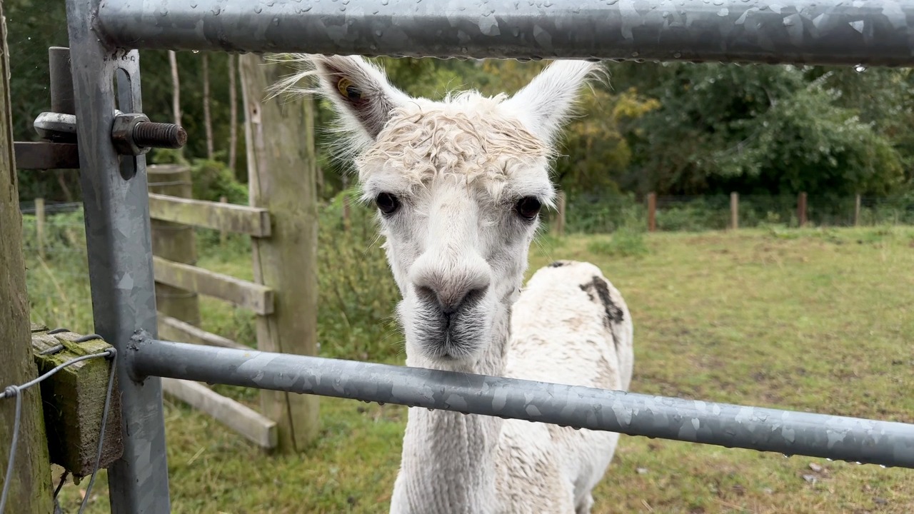 ‘It’s the original odd couple story’: Leeds actress stars in new ...